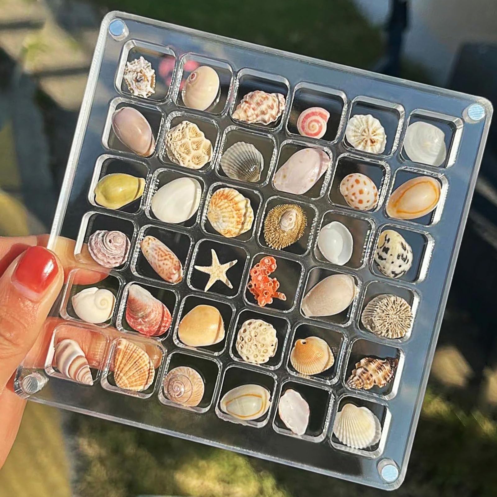 Nenkarn Acrylic Magnetic Seashell Display Box, Small Seashell Display ...