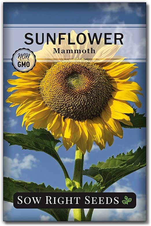 Amazon.com : Sow Right Seeds - Mammoth Sunflower Seeds to Plant and ...