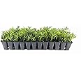 Amazon.com : Dwarf Podocarpus Macrophyllus Pringles - 20 Live Plants ...