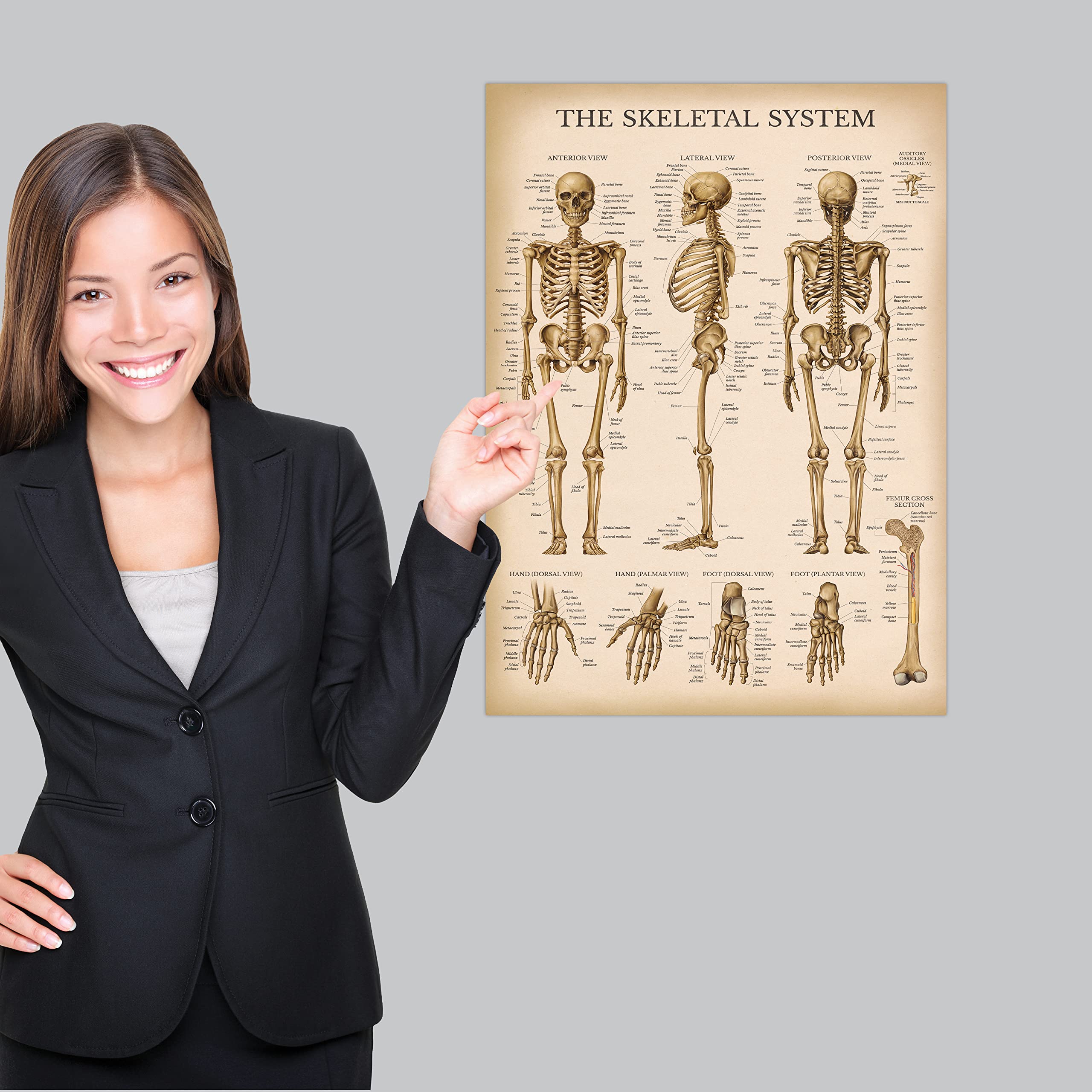Mua Palace Learning Vintage Skeletal System Anatomical Chart - Human Skeleton Anatomy Poster ...