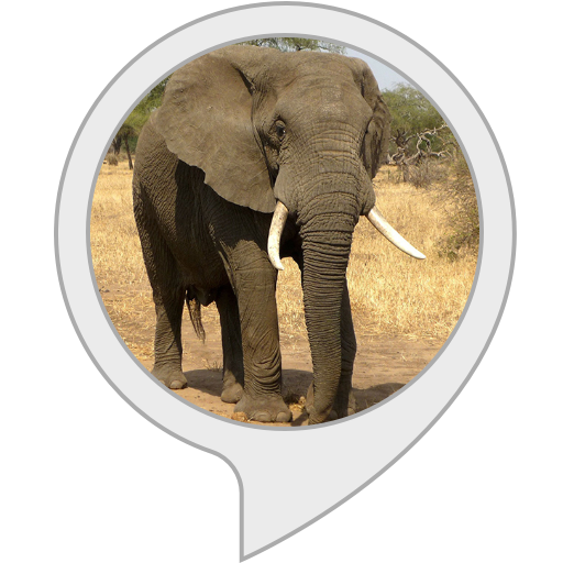 Amazon.com: Cow Sounds : Alexa Skills