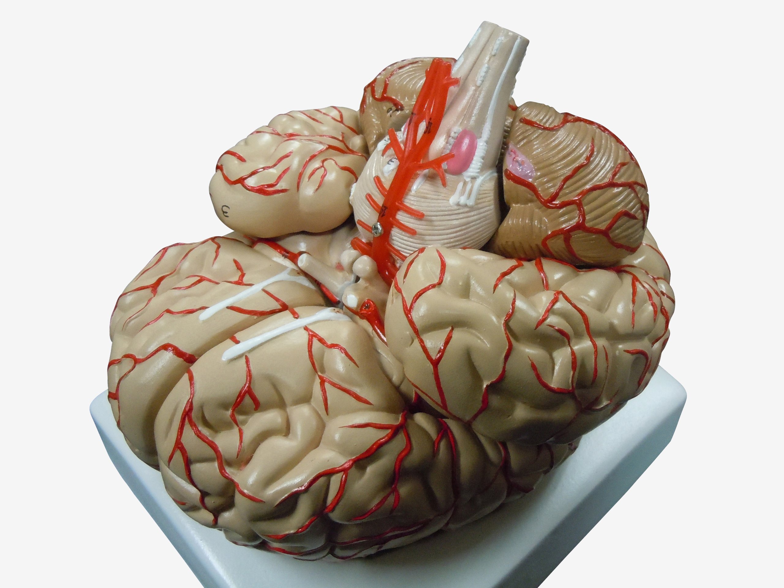 Mua Human Body Models, Brain Models, Brain Anatomy, Removable, High ...