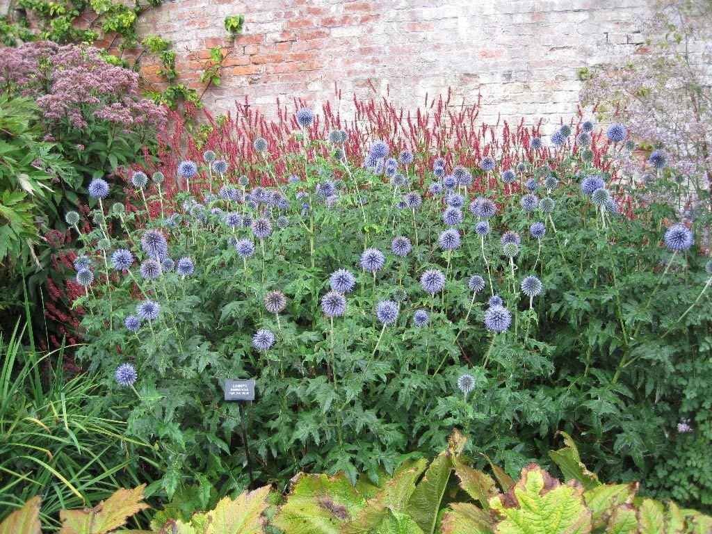 Echinops bannaticus Taplow Blue - Blue Globe Thistle - Plant in 9 cm ...