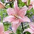 Amazon.com : Garden State Bulb Double Elodie Asiatic Lily Flower Bulbs ...