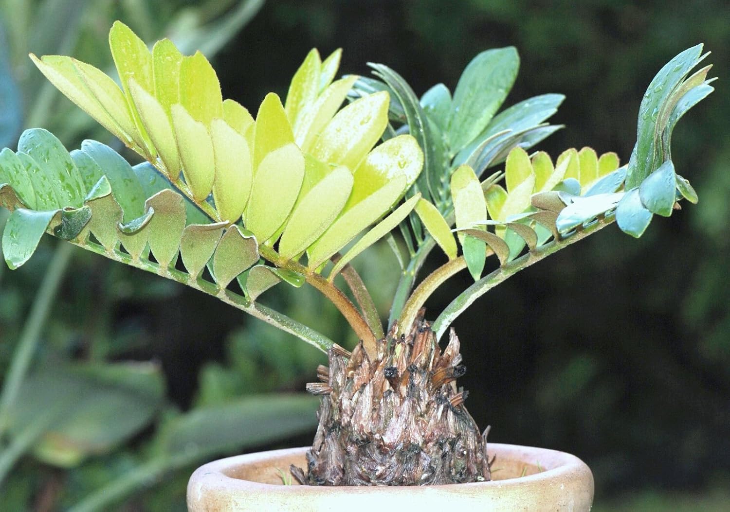 Cardboard Plant Varieties cardboard-plant-varieties