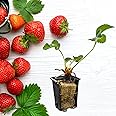Amazon.com : Hand Picked Nursery - Live Albion Strawberry Plugs - Day ...