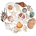 Amazon.com: 20 PCS Large Seashells Mixed Beach Sea Shells Conch and ...