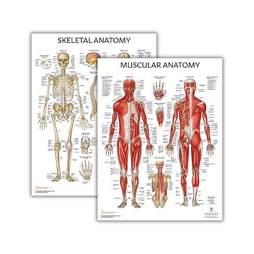 Anatomy Lab Muscular and Skeletal Anatomy Poster Set -2 PACK LAMINATED ...