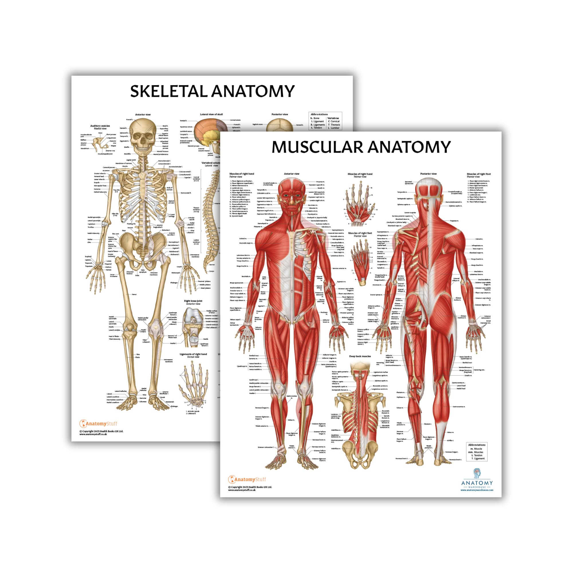 Mua Anatomy Lab Muscular and Skeletal Anatomy Poster Set -2 PACK ...