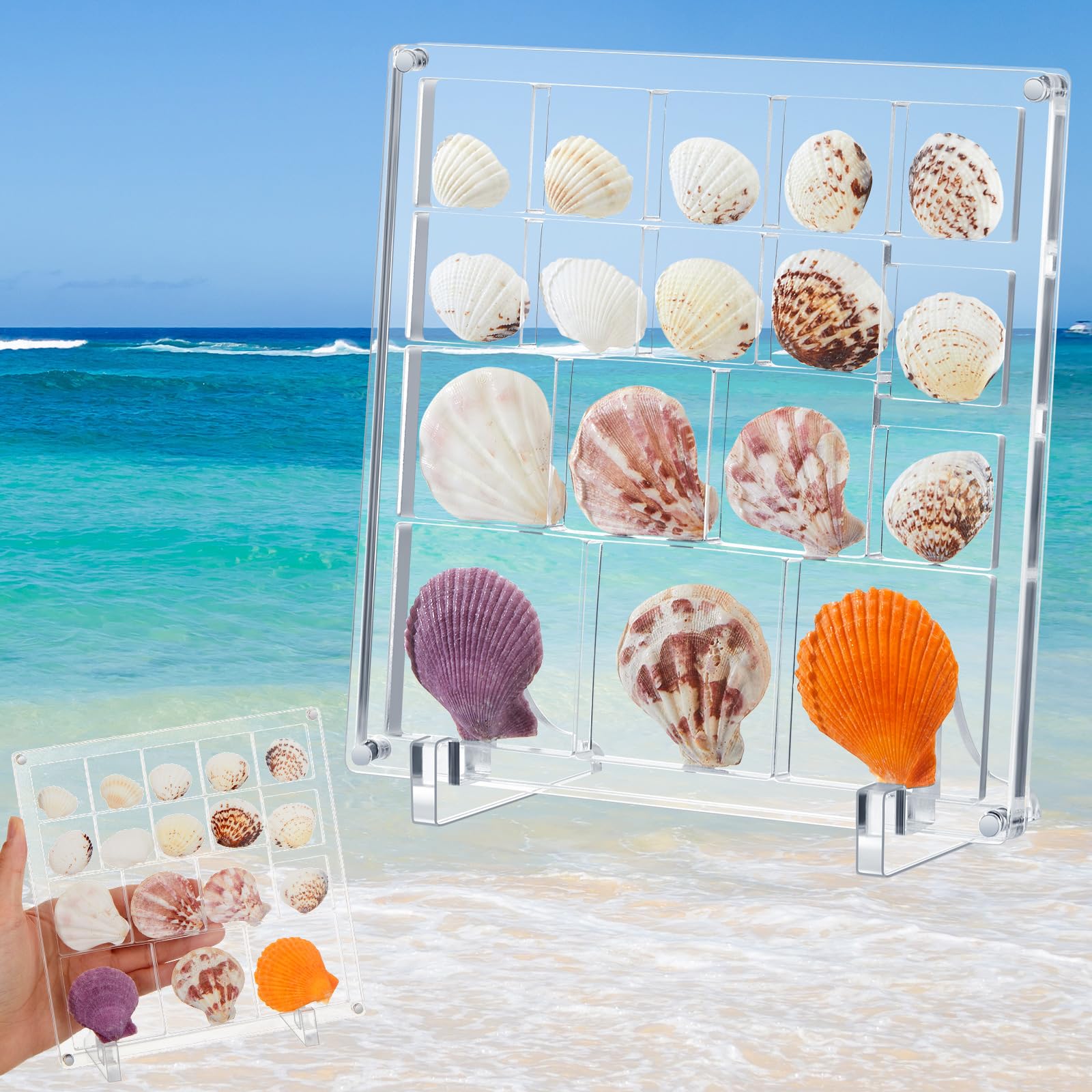 DoubleFill 17 Grids Large Acrylic Seashell Display Box Case with ...