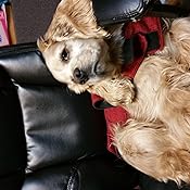 Amazon.com : I'm-Yunity® for Dogs (Family Size 500 Capsules) : Pet Supplies