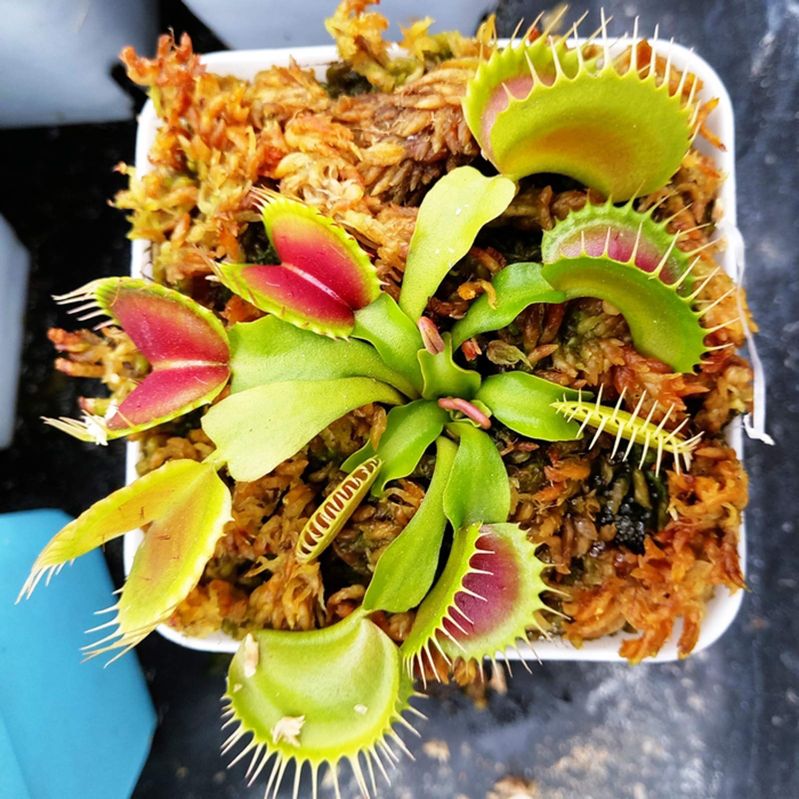 50 Pieces Dwarf Flytrap Plants Seed Rare Venus Flytrap Seed ...