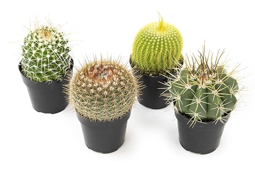 Altman Plants, Assorted Cactus Plants Live Plants (4 Pack), Live Cactus ...