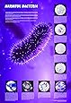 Amazon.com: American Educational JPT-T20 Harmful Bacteria Poster ...