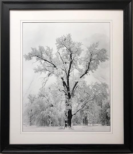 Amazon.com: Ansel Adams"Oak Tree Snowstorm Newly Custom Framed ...