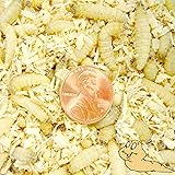 Amazon.com : 100 Count Regular Butterworms Live Butter Worms for ...
