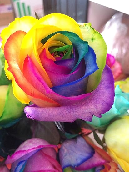 Rare Rainbow Rose 10Pcs Seeds Flower Bush Perennial Shrub Garden Bonsai ...