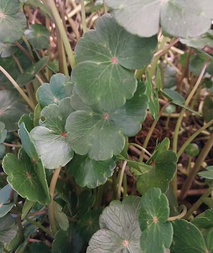 10 Live Penny Wort Plants, Aquatic Live Plant for Fresh Water - Fast ...
