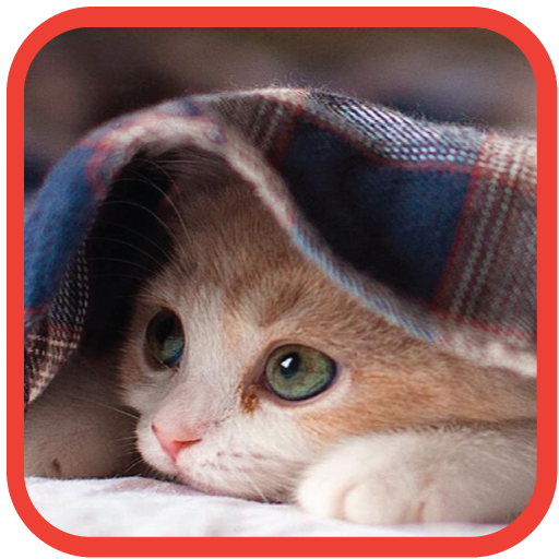 Cat Screen Lock:Amazon.com:Appstore for Android