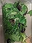 Amazon.com: Earthbound Farm Organic Spring Mix, 16 oz Clamshell ...