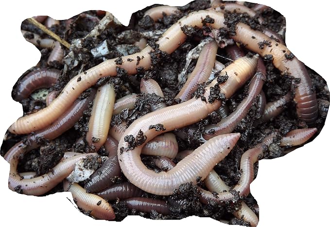 EARTHWORMS - 100: Amazon.co.uk: Garden & Outdoors