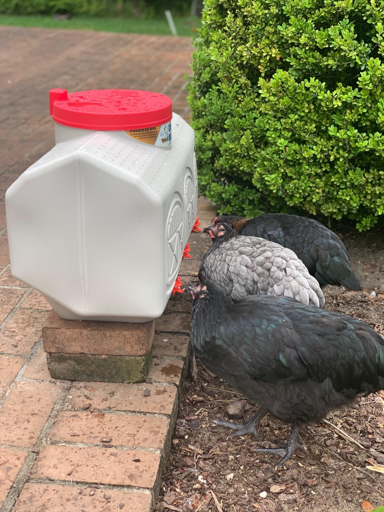 $15/mo - Finance OverEZ Automatic Chicken Waterer with No Spill System ...