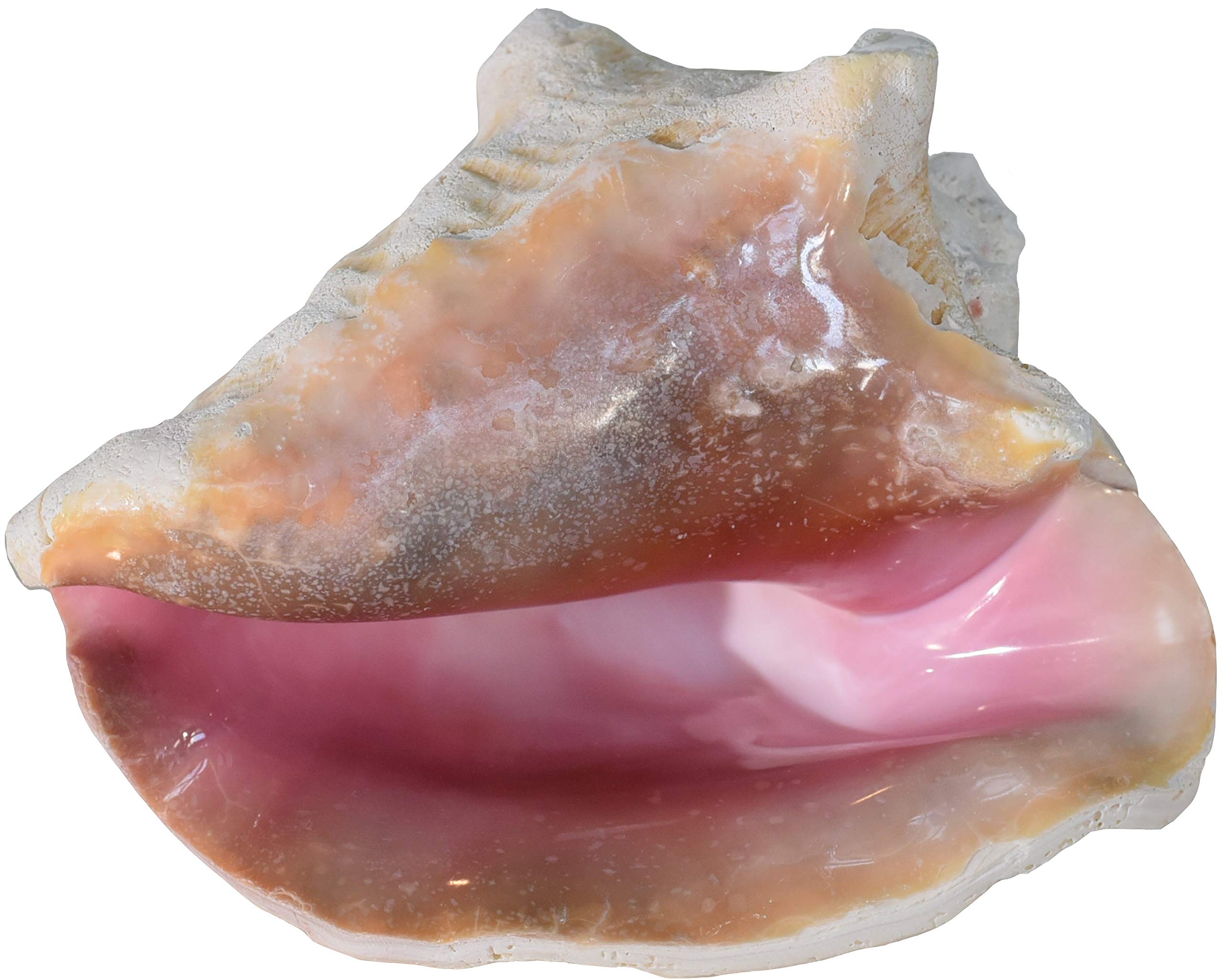 Mua Large Bahama Conch Shell Horn (Pink) - 7-9 inch trên Amazon Mỹ ...