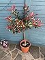 YouGarden Photinia 'Little Red Robin' Standard Tree 1M tall : Amazon.co ...