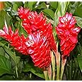Amazon.com : Hawaiian RED (Awapuhi`Ula`Ula) Ginger Plant Root 1Pk ...