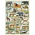 Amazon.com: Cavallini & Co. Decorative Wrap Poster, Animal World, 20 x ...
