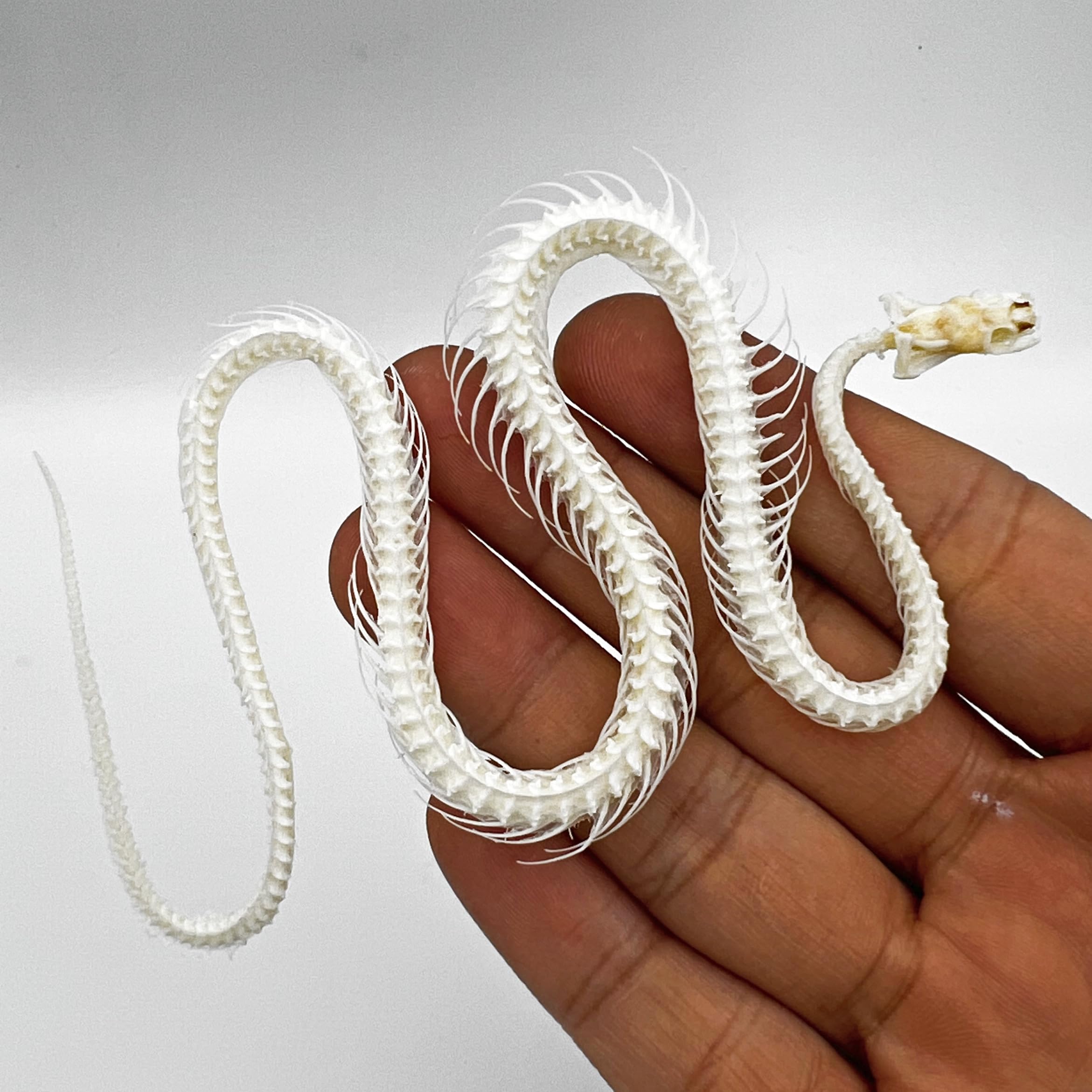 Mua Taxidermy Animals Real Skulls - Taxidermy Supplies for Science ...