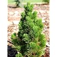 Compact Gem Bosnian Pine 1 - Year Graft : Patio, Lawn & Garden