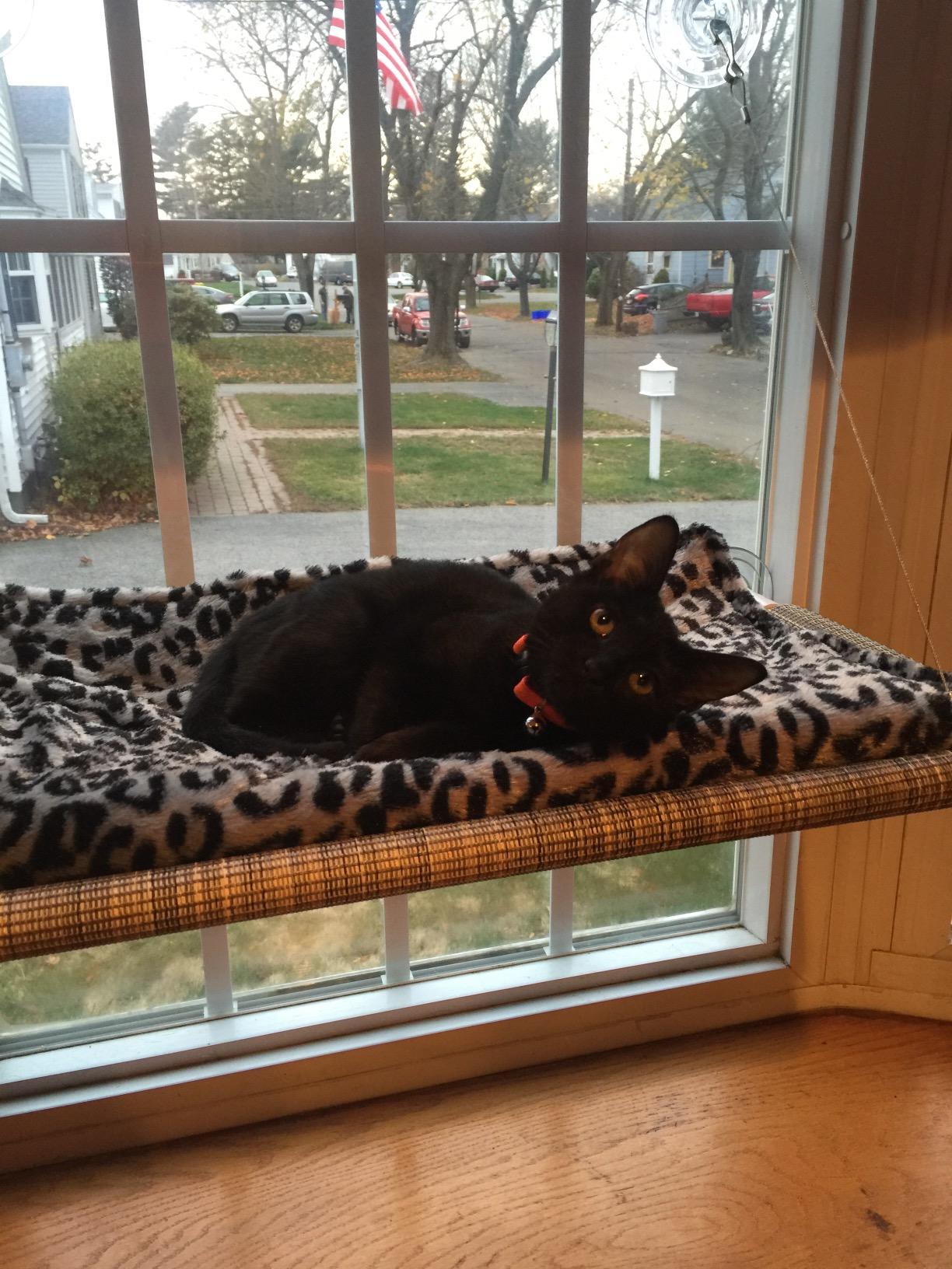 Pictures – Kitty Cot Original™