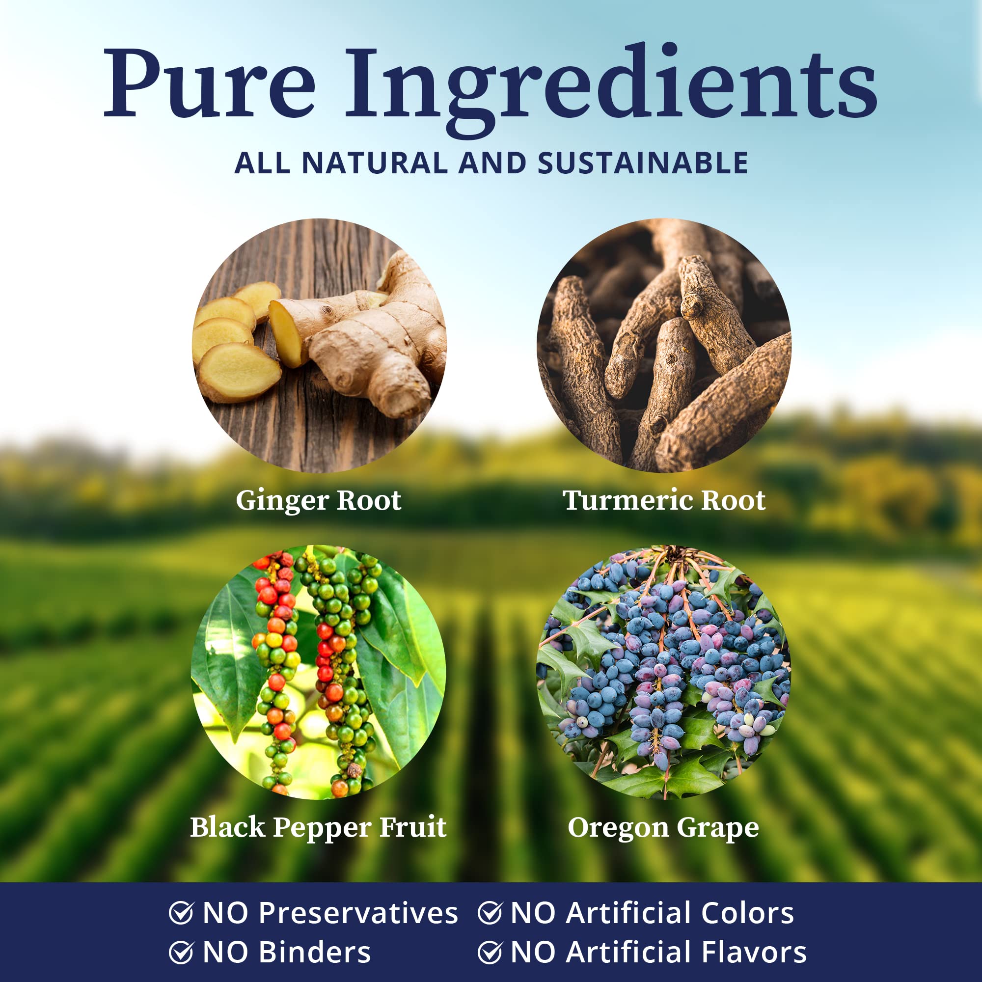 Mua CurcuSyn – Curcumin Supplement Made of Turmeric, Ginger, Black ...