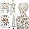 Buddy the Budget Skeleton-1021930 - Human Skeleton Anatomical Model ...