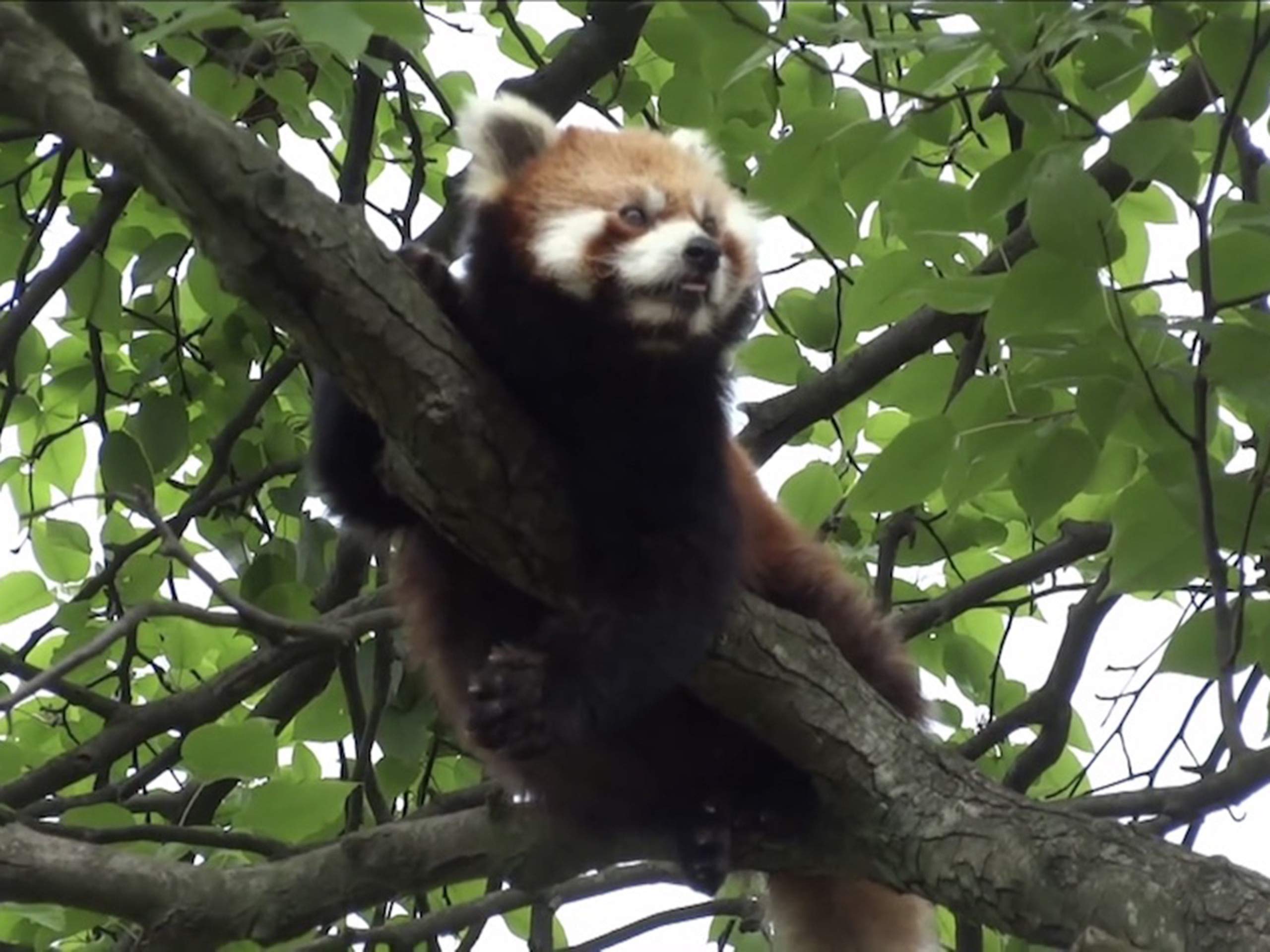 Watch Pet Collective - Season 1 | Prime Video