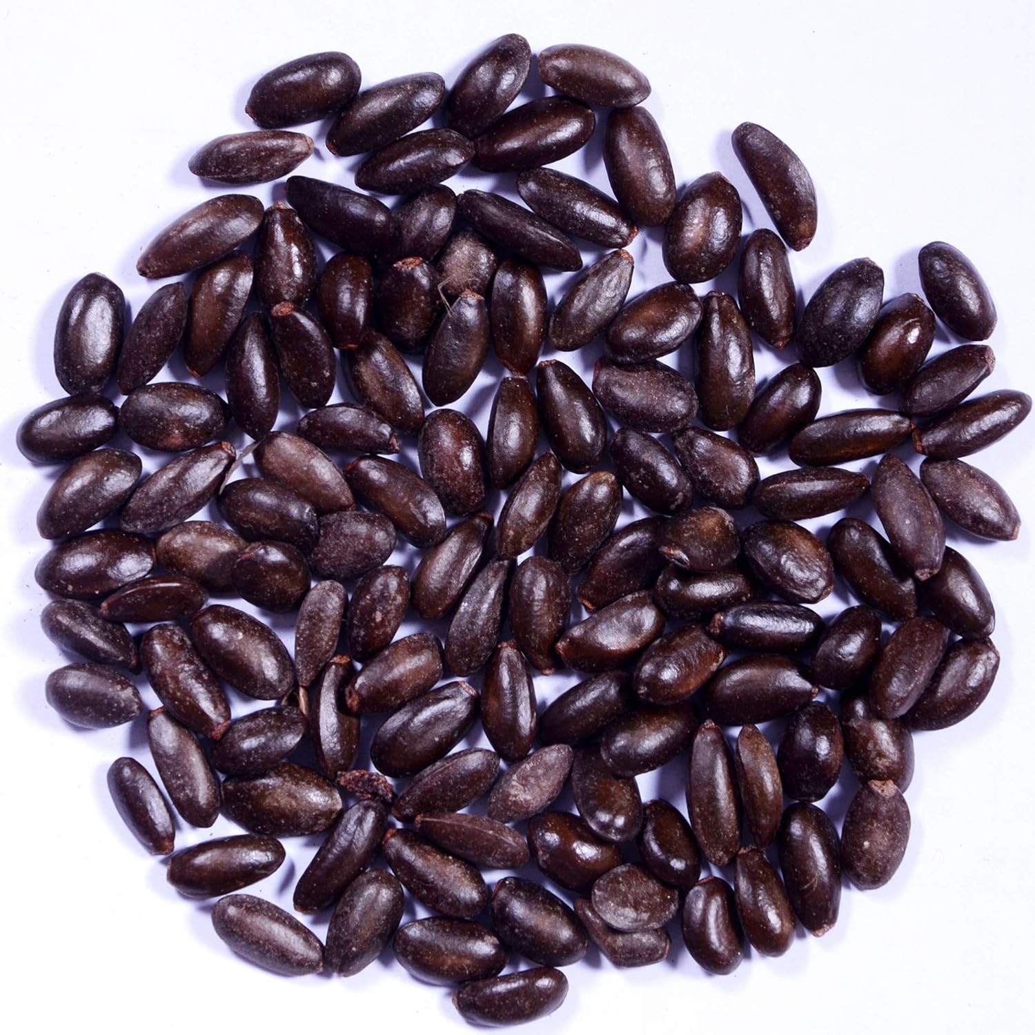 RK seeds Custard Apple Sitaphal Seeds (100 g Pack): Amazon.in: Garden ...