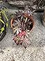Amazon.com : Purple Ghost Japanese Maple Acer palmatum Purple Ghost 2 ...