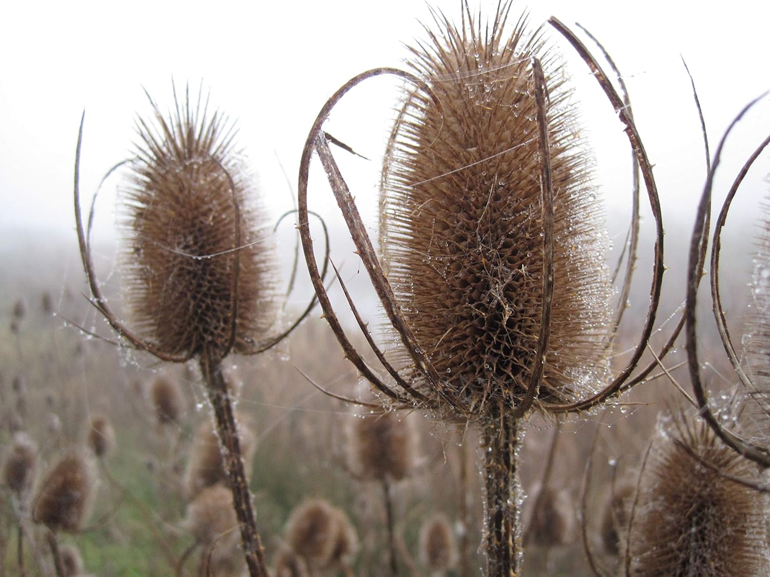 Wildflower - Wild Teasel - 300 Seeds: Amazon.co.uk: Garden & Outdoors