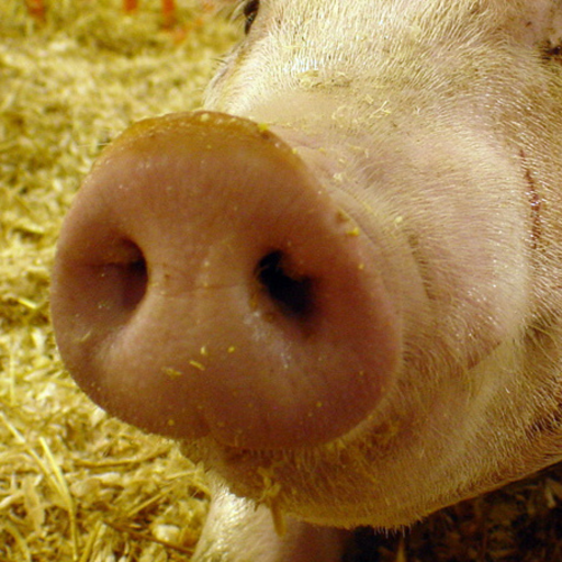 Animal Noses:Amazon.com:Appstore for Android