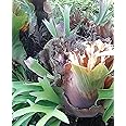 Amazon.com : Stag-Horn Fern Spore Platycerium bifurcatum Grow Your own ...