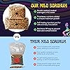 SPORE SORCERY 3 LB Sterilized Milo Sorghum Grain Spawn | Nutrient ...
