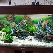 Java Fern Growing on Bogwood Sm / Med / Lrg Live Plants: Amazon.co.uk ...