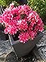 1 X Azalea 'Geisha Pink' Japanese Evergreen Shrub Hardy Plant in Pot ...