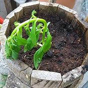 Doff rooting powder, promotes healthy roots, natural, 75 g: Amazon.co ...
