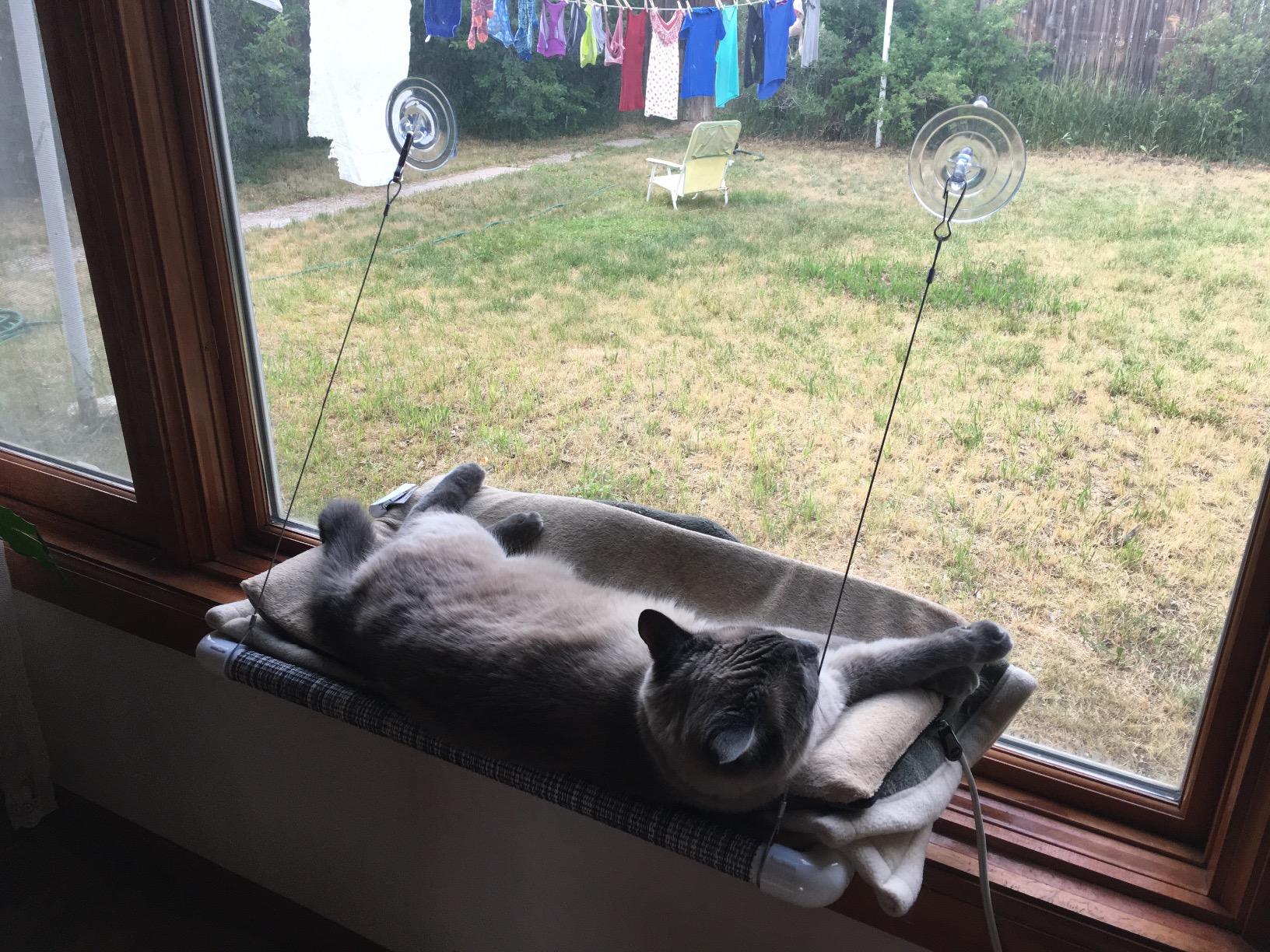 Pictures – Kitty Cot Original™