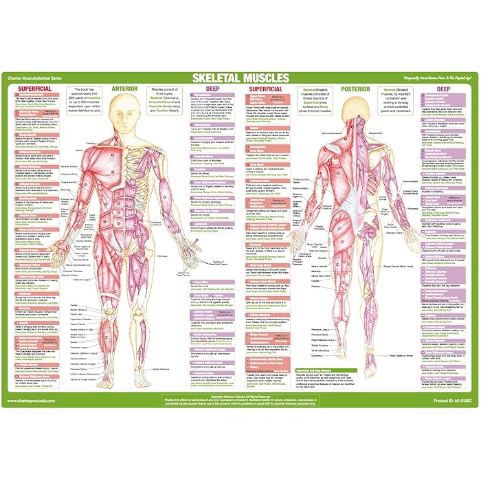 Buy Muscle Anatomy Charts (A2 Laminated, Muscles Chart - Anterior and ...