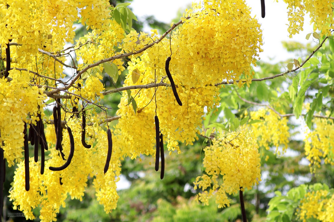 M-Tech Gardens Rare Cassia Fistula Golden Shower Tree Kanikkonna Ornamental Flowering Live Plant ...