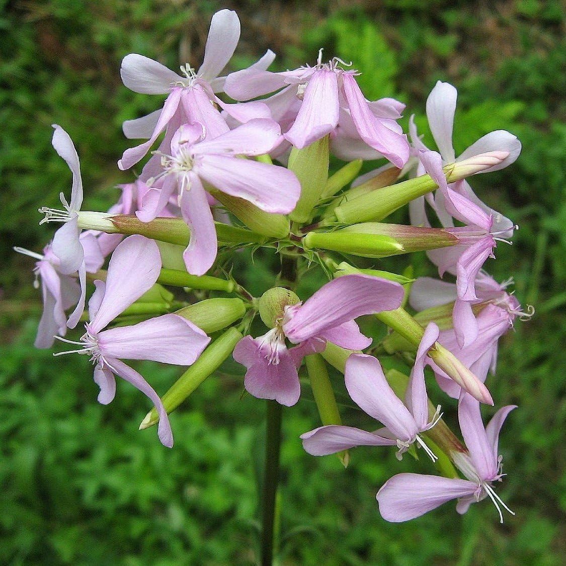 Amazon.com : Soapwort Seeds (Saponaria officinalis) 30+ Rare Medicinal ...