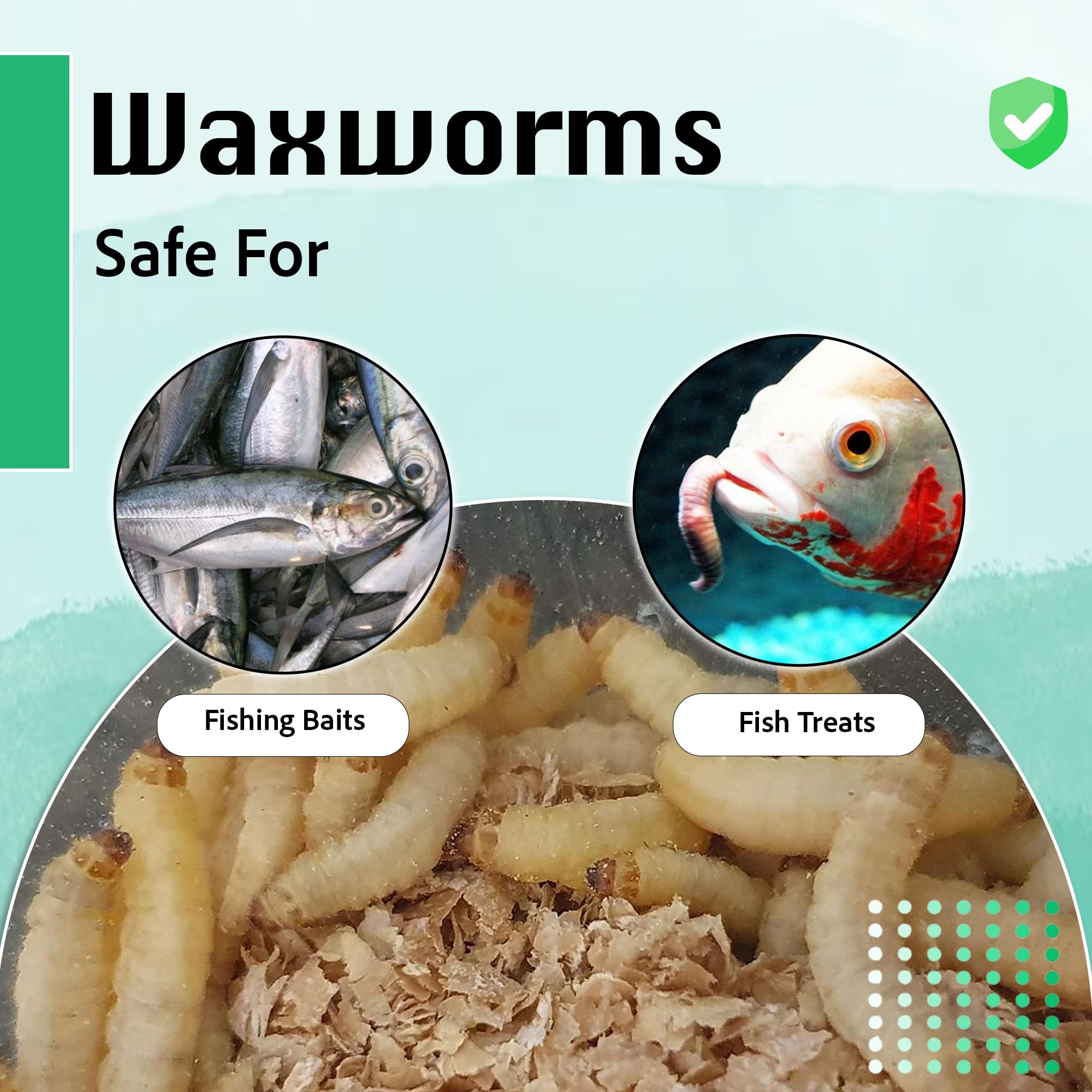 Best Bait Live Waxworms For Reptiles, Birds, And Fishing Bait. High-Protein, Calcium-Rich Larvae ...